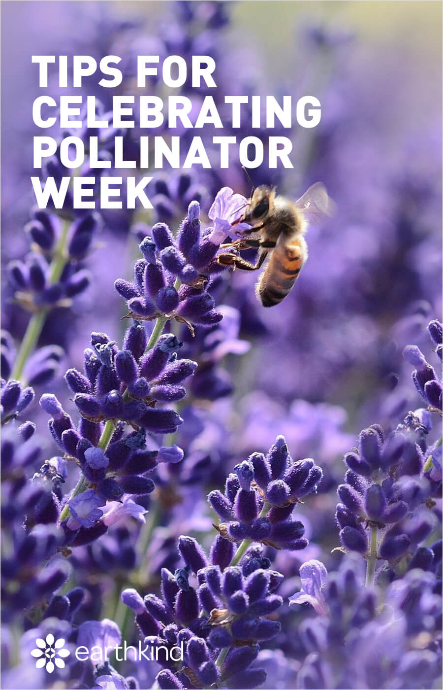Tips for Celebrating Pollinator Week - KARI WARBERG BLOCK